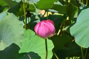 10 Things To Do In Buyeo 2025: UNESCO World Heritage City