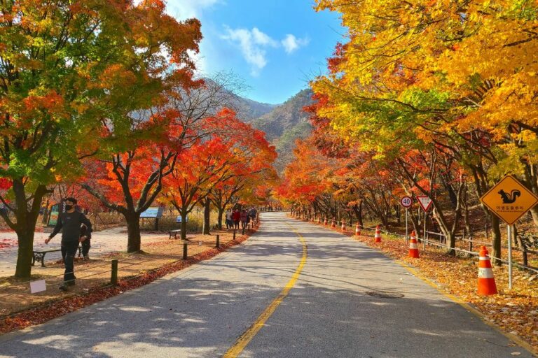 Autumn Leaves In Korea 2025: Best Korean Autumn Foliage Spots