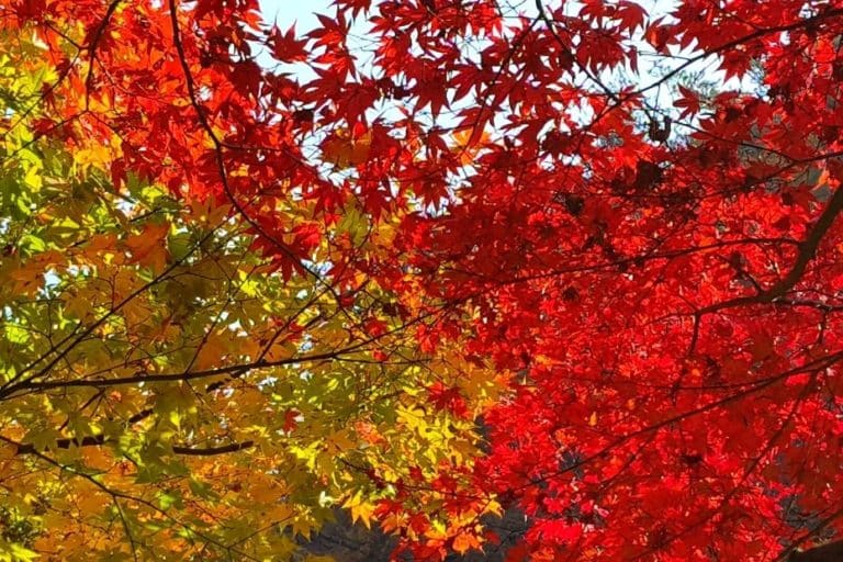 Where To See Autumn Leaves In Korea 2023: Best Fall Foliage