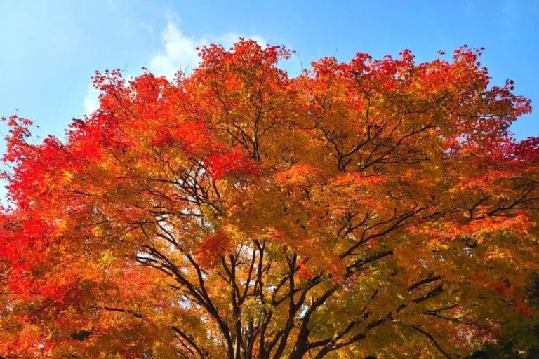 Where To See Autumn Leaves In Korea: 20 Fall Foliage Spots