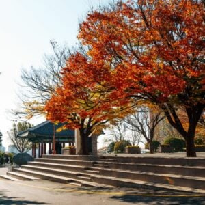 Autumn Leaves In Korea 2025: Best Korean Autumn Foliage Spots