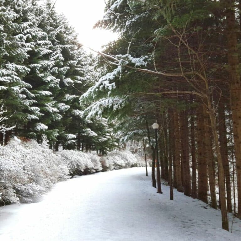 Where Does It Snow In Korea? Snow In Seoul And Korea 2025