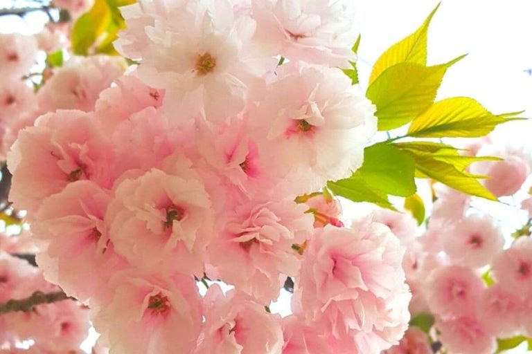 Where To See Cherry Blossoms In Korea: 2023 Complete Guide