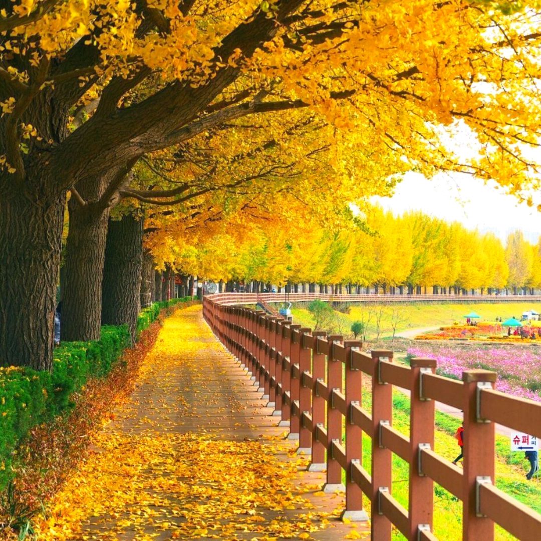Visiting Korea In October 2023: Foliage, Festivals & Fun