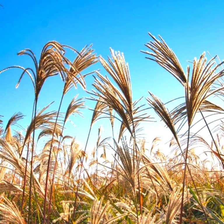 Visiting Korea In October 2023: Foliage, Festivals & Fun